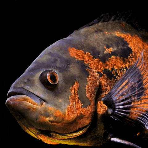 Fish Tank GIF by AquariumMe - Find & Share on GIPHY