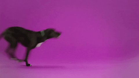 Dancing Dog Gif Tumblr