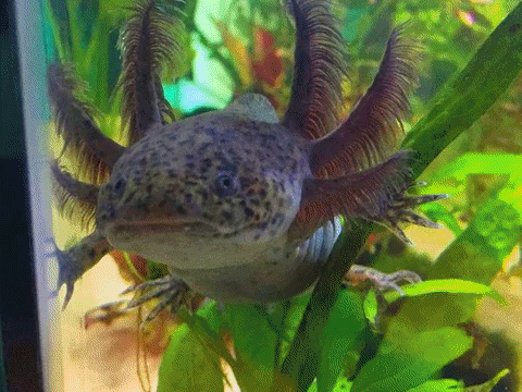 Pet-frog GIFs - Get the best GIF on GIPHY