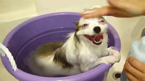 New trending GIF tagged dog time bath brushy… | Trending Gifs