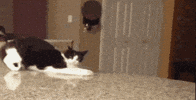 Goofy Ahh Cat GIFs - Find & Share on GIPHY