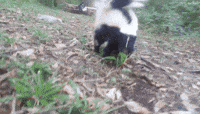 Skunk Spraying Gif