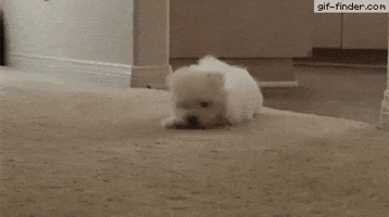 Finder GIFs - Find & Share on GIPHY