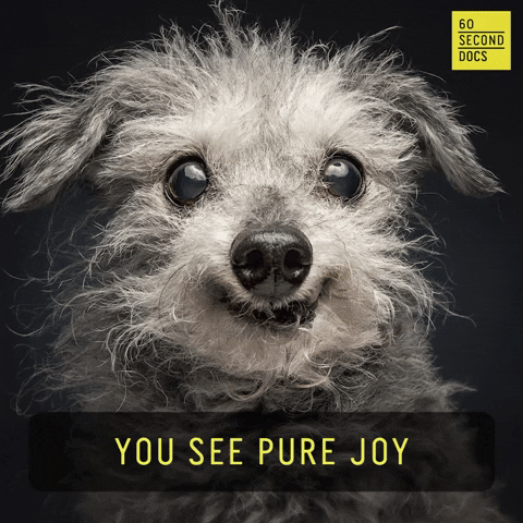 Fluffy-doggy GIFs - Get the best GIF on GIPHY
