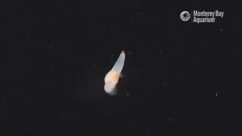 Into The Deep: Exploring Our Undiscovered Ocean GIFs on GIPHY - Be Animated