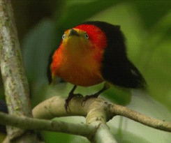 Band-Tailed Manakin GIF by Head Like an Orange - Find & Share on GIPHY
