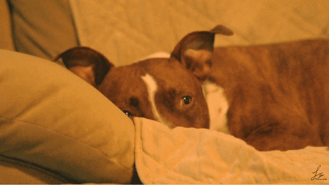 American Staffordshire Terrier GIFs - Get the best GIF on GIPHY
