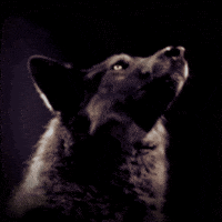 Black Wolf Snarling Gif Howling Wolf Stickers Find & Share On GIPHY