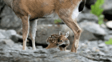 Deer GIFs - Find & Share on GIPHY