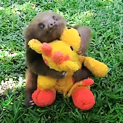 Dmv Sloth GIFs - Find & Share on GIPHY
