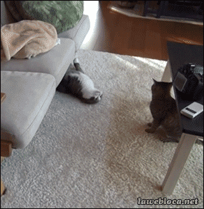 Cat Hugs Couch GIFs - Get the best GIF on GIPHY