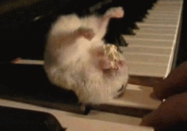 Mouse Eating GIF by Cheezburger - Find & Share on GIPHY