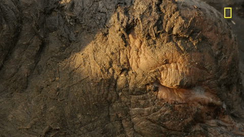 Hostile Planet: Grasslands by National Geographic TV | GIPHY