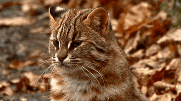 Blinking Cat GIFs - Find & Share on GIPHY