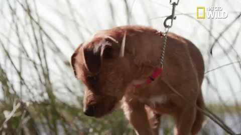 Pupparazzi Puppy Potty Face GIF by Nat Geo Wild - Find & Share on GIPHY