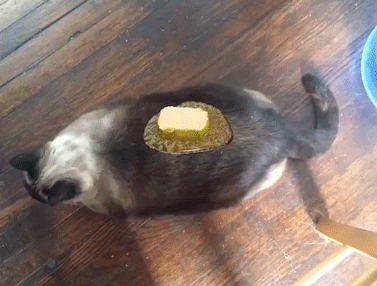 Hungry Fat Cat GIF by Sarah Zucker - Find & Share on GIPHY