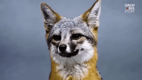 Fox What GIF by Great Big Story - Find & Share on GIPHY