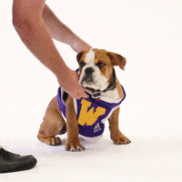 Western Illinois University GIFs on GIPHY - Be Animated