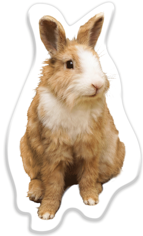 Bunny Rabbit Sticker by Pets Add Life for iOS & Android | GIPHY