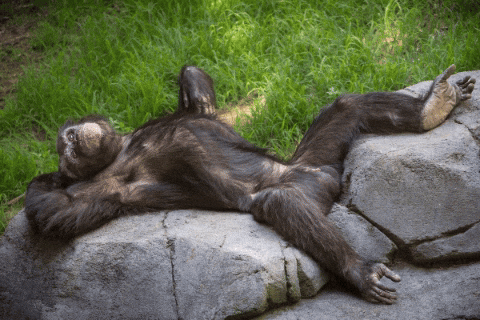 L A Zoo GIFs - Get the best GIF on GIPHY