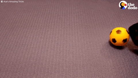 Amazing Trick GIFs - Find & Share on GIPHY