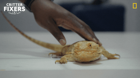 National Geographic Fun GIF by Nat Geo Wild - Find & Share on GIPHY