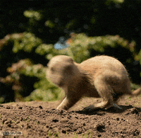 Gopher Dramatique Baby Gopher GIFs | Tenor