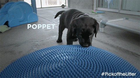 Cute Lab Puppy Gif