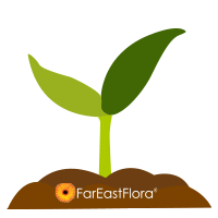 Dancing Plant GIFs - Get the best GIF on GIPHY