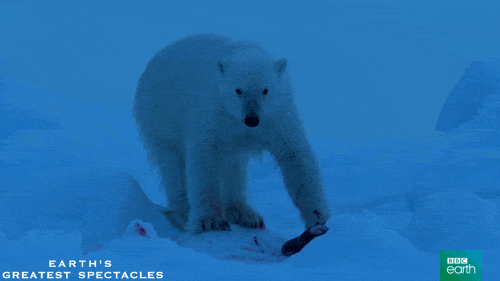 Polar Bear GIF by BBC Earth - Find & Share on GIPHY