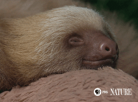 Happy Birthday Sloth Gif
