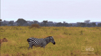 Lion Attacking Prey Gif