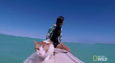 Surfing Cat Katzvent GIFs - Get the best GIF on GIPHY