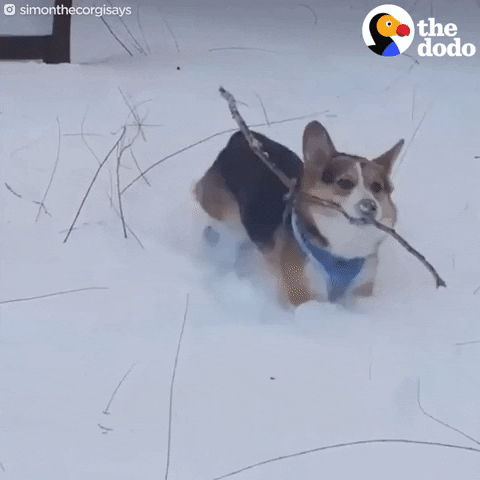 Snow Corgi GIF by The Dodo - Find & Share on GIPHY