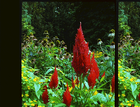 Flower Garden GIF by Christina Lu - Find & Share on GIPHY