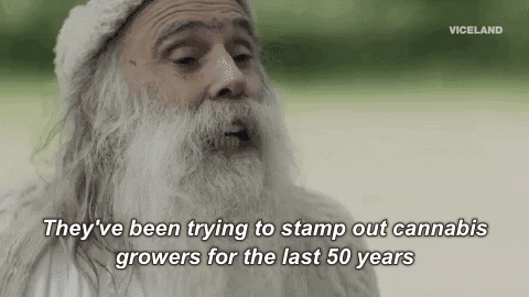 Cannabis Grower GIFs - Get the best GIF on GIPHY