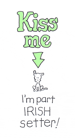 Irish-setter GIFs - Get the best GIF on GIPHY