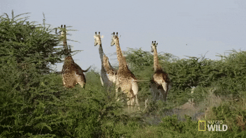 Nat Geo Wild Giraffe GIF by Savage Kingdom - Find & Share on GIPHY