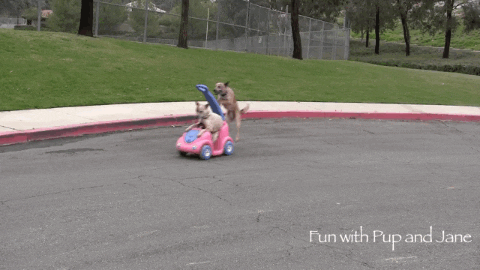 AFV Pets GIFs on GIPHY - Be Animated