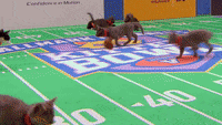 Shaq Cat Gif