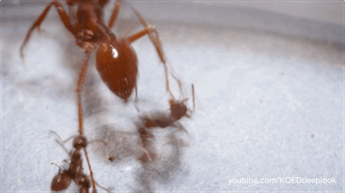 Argentinian Ants GIFs - Get the best GIF on GIPHY