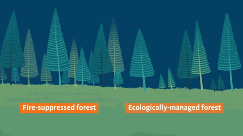 Forest-ecology GIFs - Get the best GIF on GIPHY