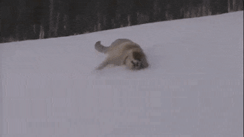 These Dogs Playing in the Snow Will Make Your Day by Reaction GIFs | GIPHY