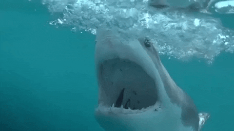 Hungry Discovery Channel GIF by Shark Week - Find & Share on GIPHY