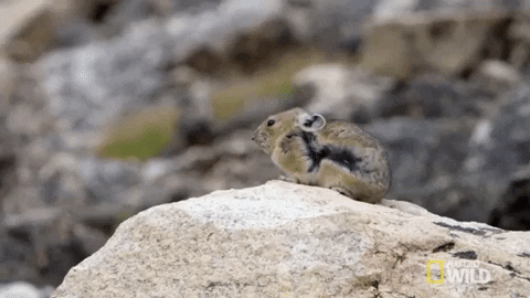 Pikas GIFs - Get the best GIF on GIPHY