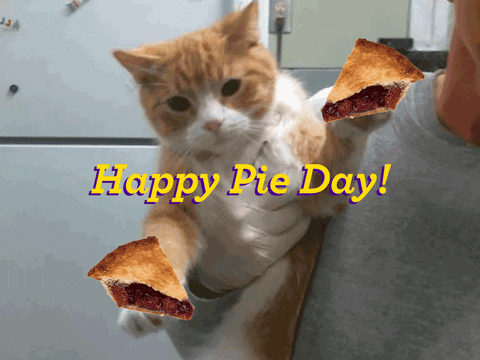 Cherry Pie Cat GIF by Nebraska Humane Society - Find & Share on GIPHY
