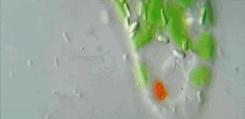 Best microscope GIFs - Primo GIF - Latest Animated GIFs