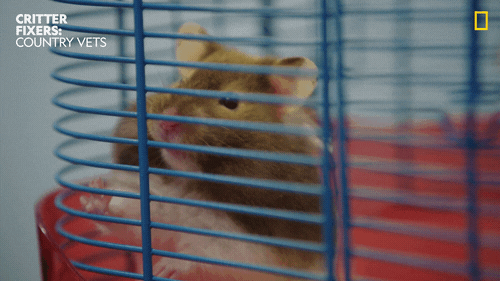 Hamster Wheel Spinning Gif