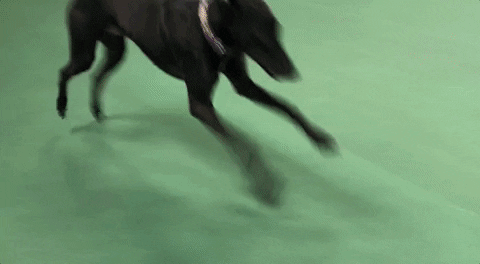 Hyper Dog Gif