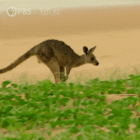 Kangaroo Gif